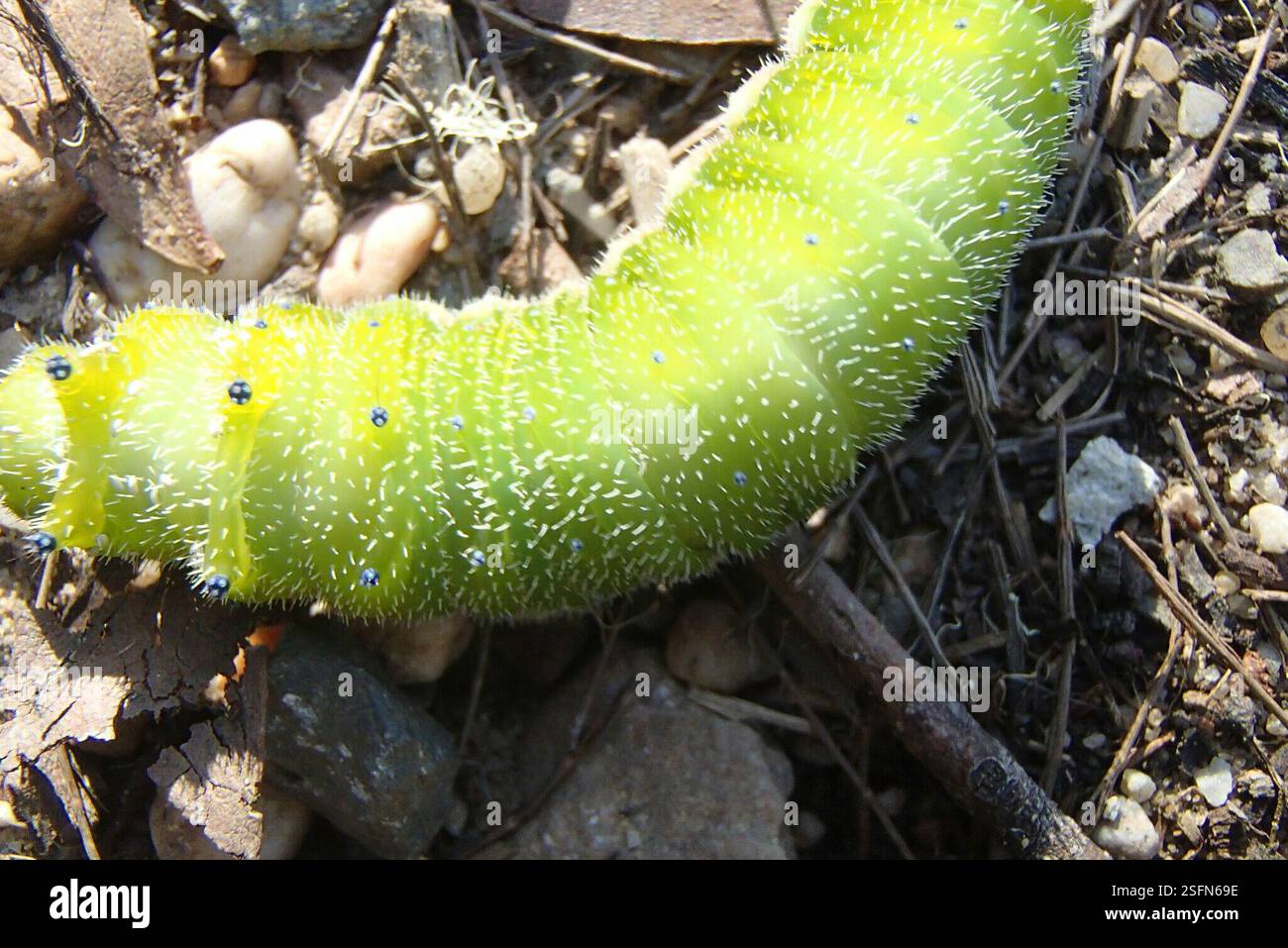 Helena Gum Moth (Opodiphthera helena), Insecta, 62 Railway Parade ...