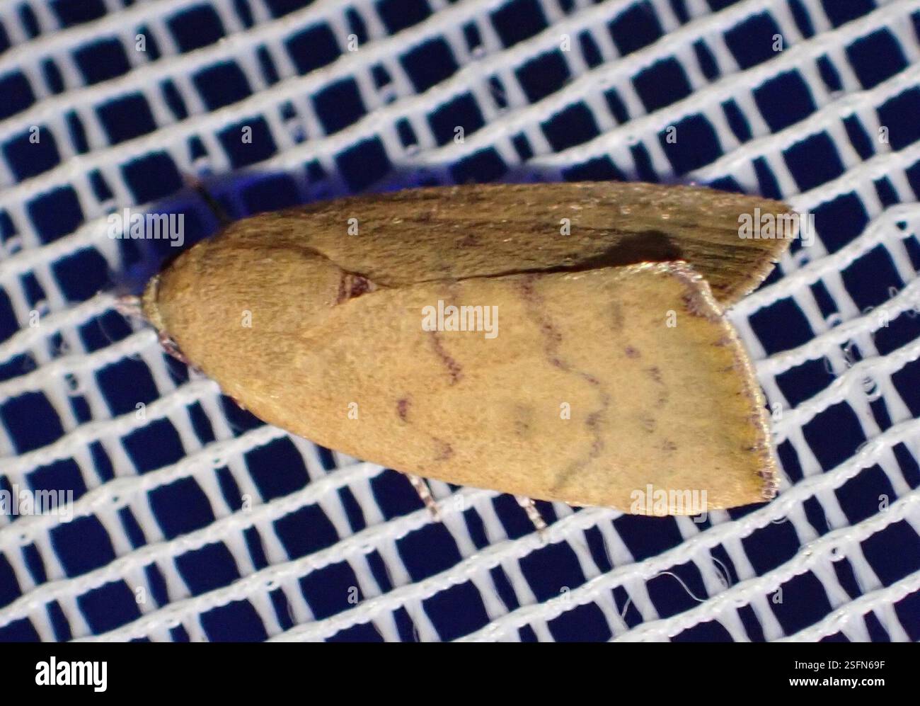 Tufted Moths (Nolidae), Insecta, Santo Antão, Cape Verde, CV Stock ...