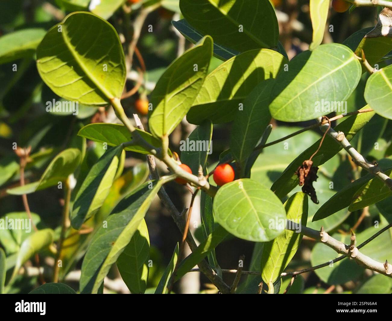 Dye fig (Ficus tinctoria), Plantae, 804台灣高雄市鼓山區西子灣 Stock Photo - Alamy