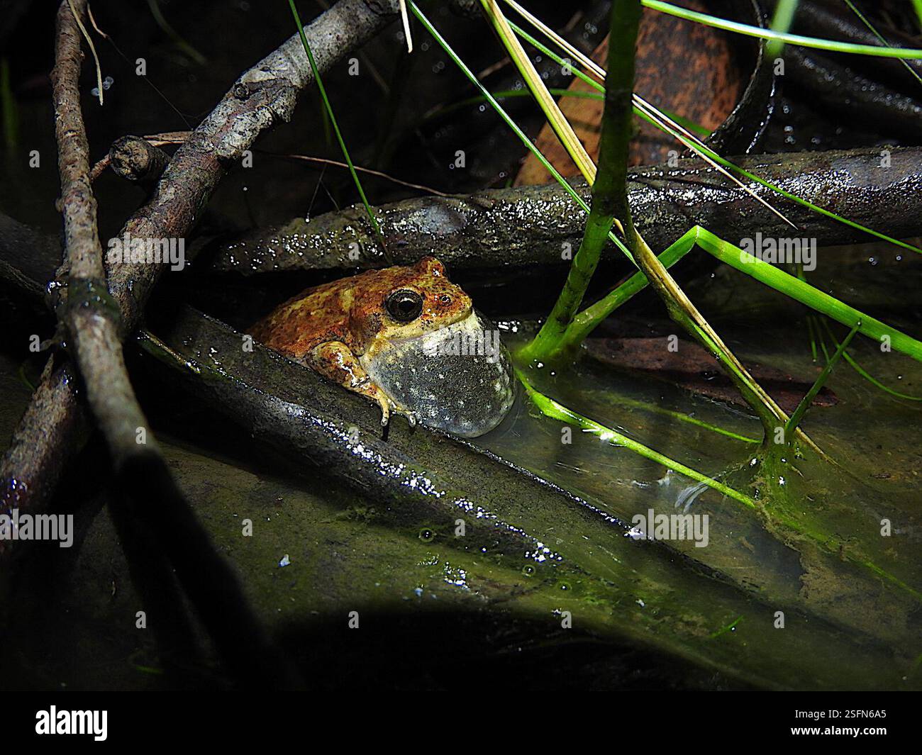 Common Eastern Froglet (Crinia signifera), Amphibia, Hobart TAS ...