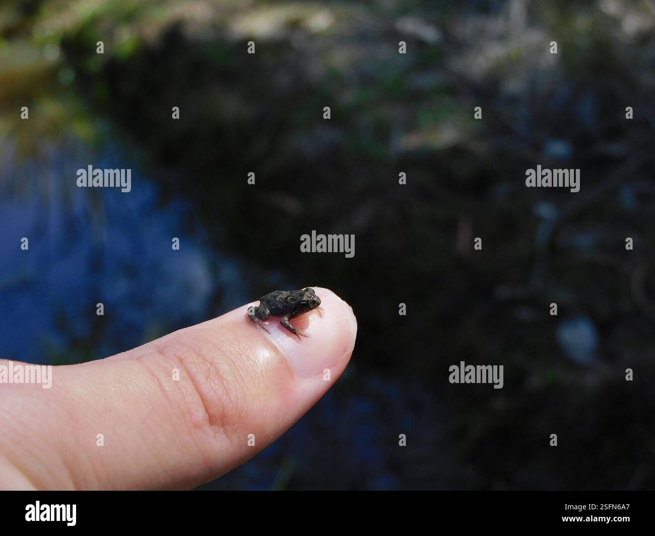 Common Eastern Froglet (Crinia signifera), Amphibia, Hobart TAS ...
