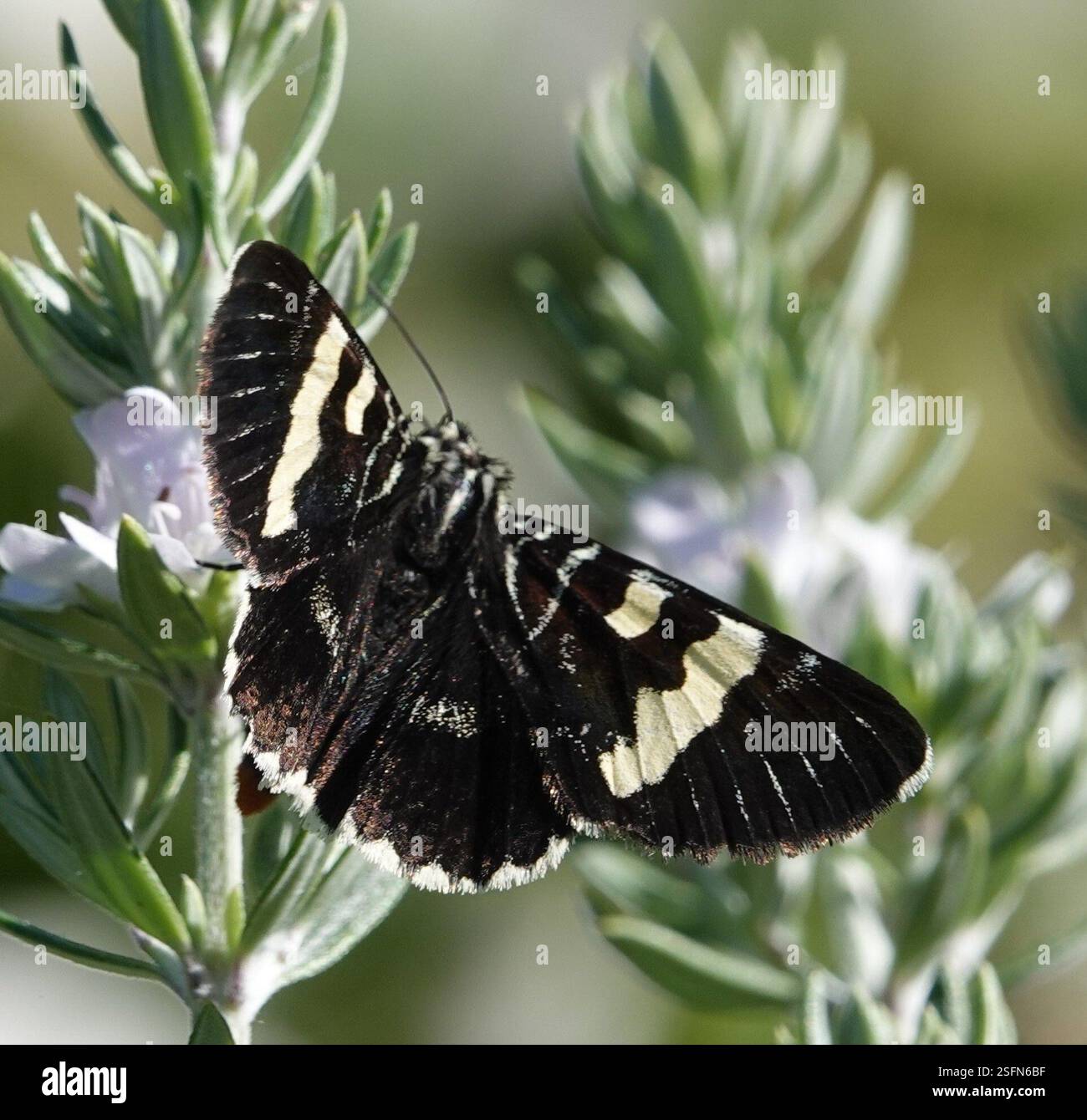 Australian Grapevine Moth (Phalaenoides glycinae), Insecta, Heathmont ...