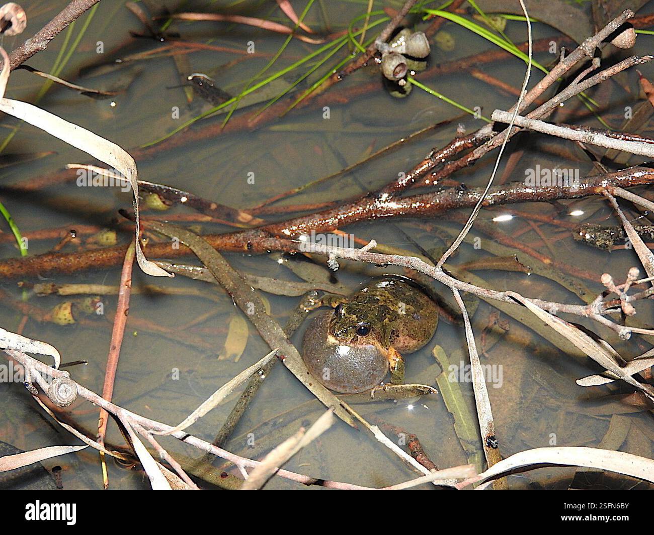 Common Eastern Froglet (Crinia signifera), Amphibia, Hobart TAS ...