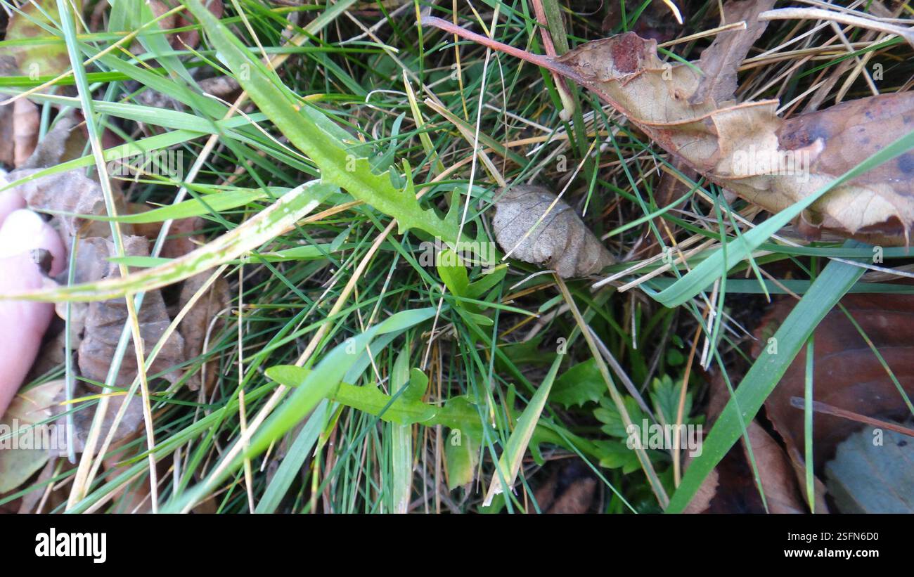 Autumn Hawkbit (Scorzoneroides autumnalis), Plantae, Маньківський район ...