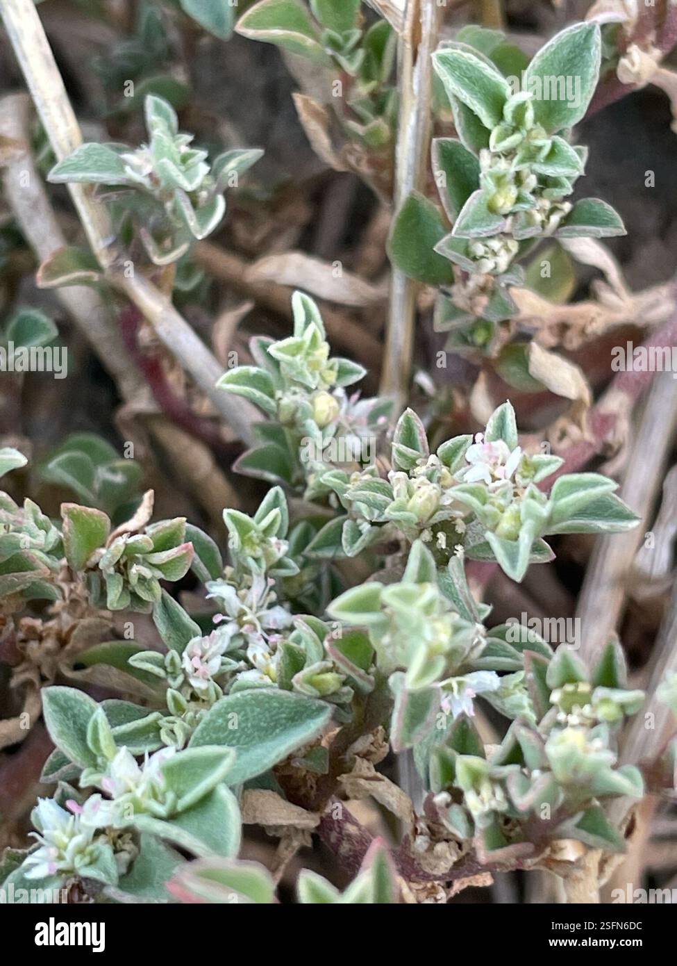 Coastal Galenia (Aizoon pubescens), Plantae, Melbourne VIC, Australia Stock Photo - Alamy