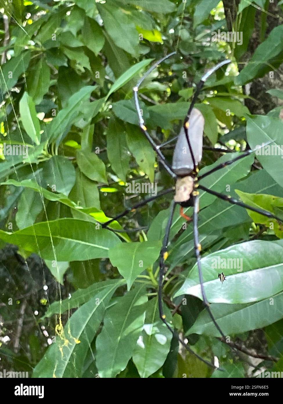 Giant Golden Orbweaver (Nephila pilipes), Arachnida, South Pacific ...
