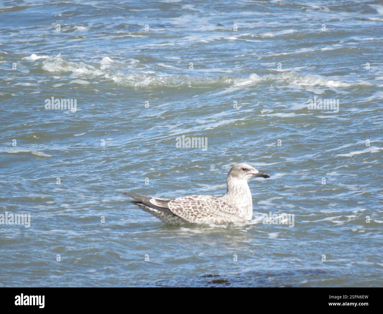 Kelp Gull (Larus dominicanus), Aves, Ushuaia, Tierra del Fuego ...