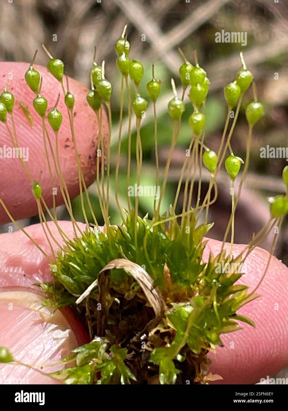 common bladder moss (Physcomitrium pyriforme), Plantae, Secondary Road ...