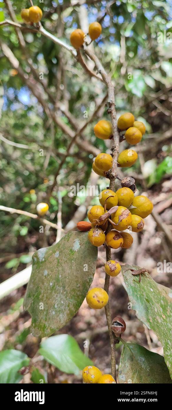 Koko Trees (Maytenus), Plantae, El Nogalito, 48273 Jal., México Stock ...