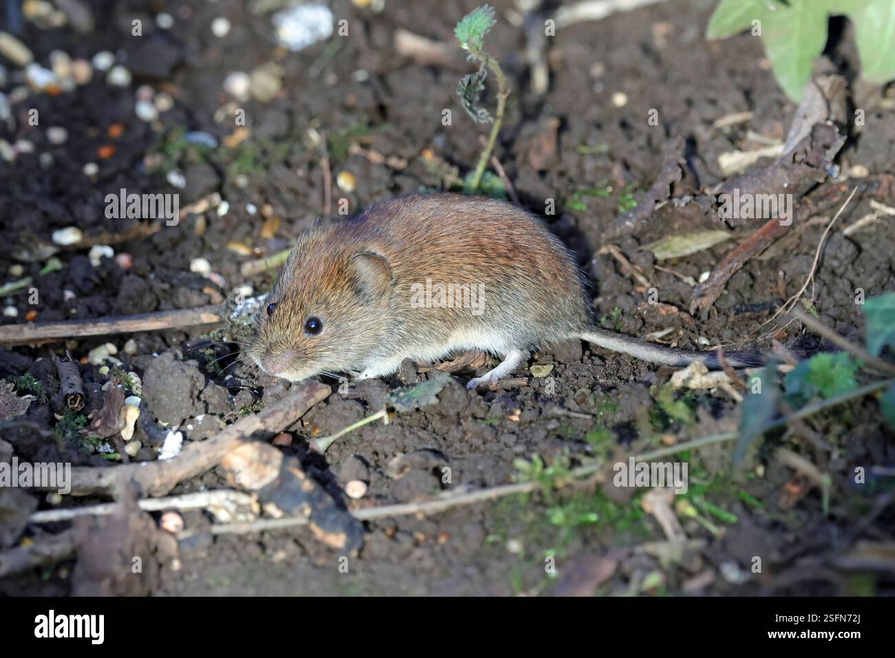Bank Vole (Myodes Glareolus Stock Photo - Alamy