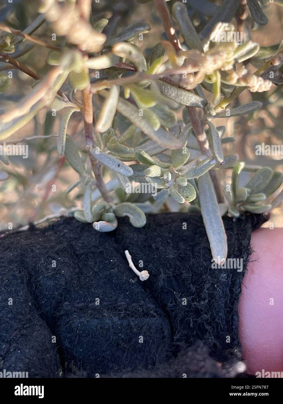 caleb saltbush (Atriplex canescens laciniata), Plantae, Borrego Springs ...