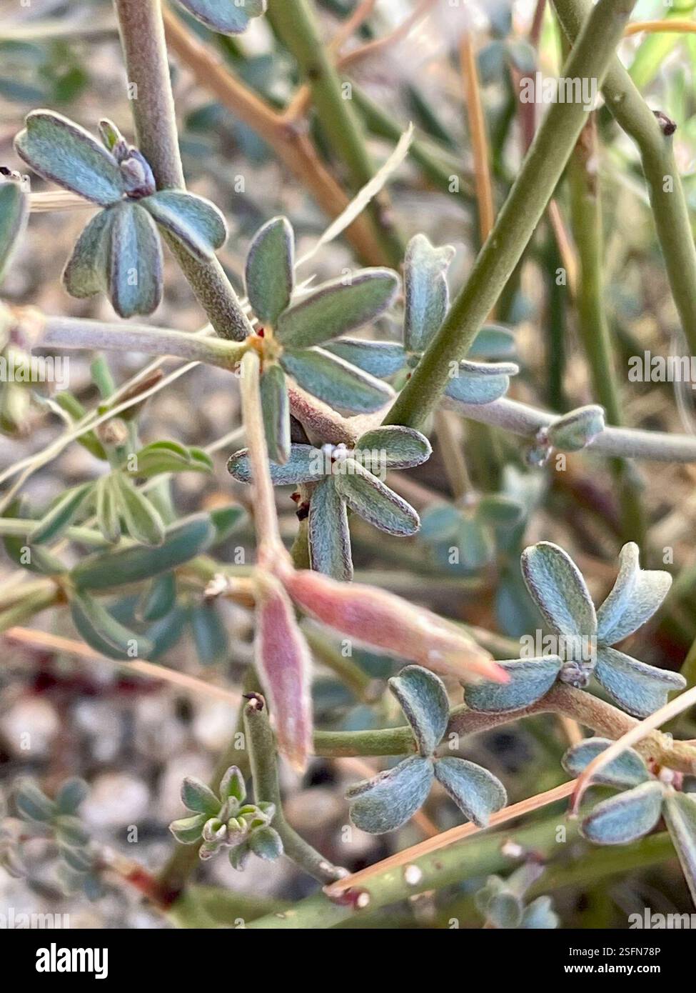 shrubby deervetch (Acmispon rigidus), Plantae, Joshua Tree National ...