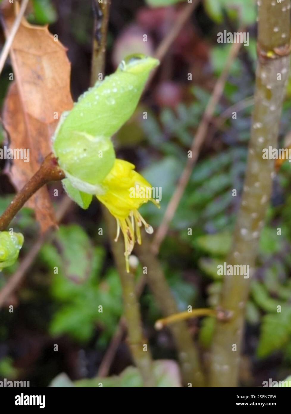 Western Leatherwood (Dirca occidentalis), Plantae, Belmont, CA, USA ...