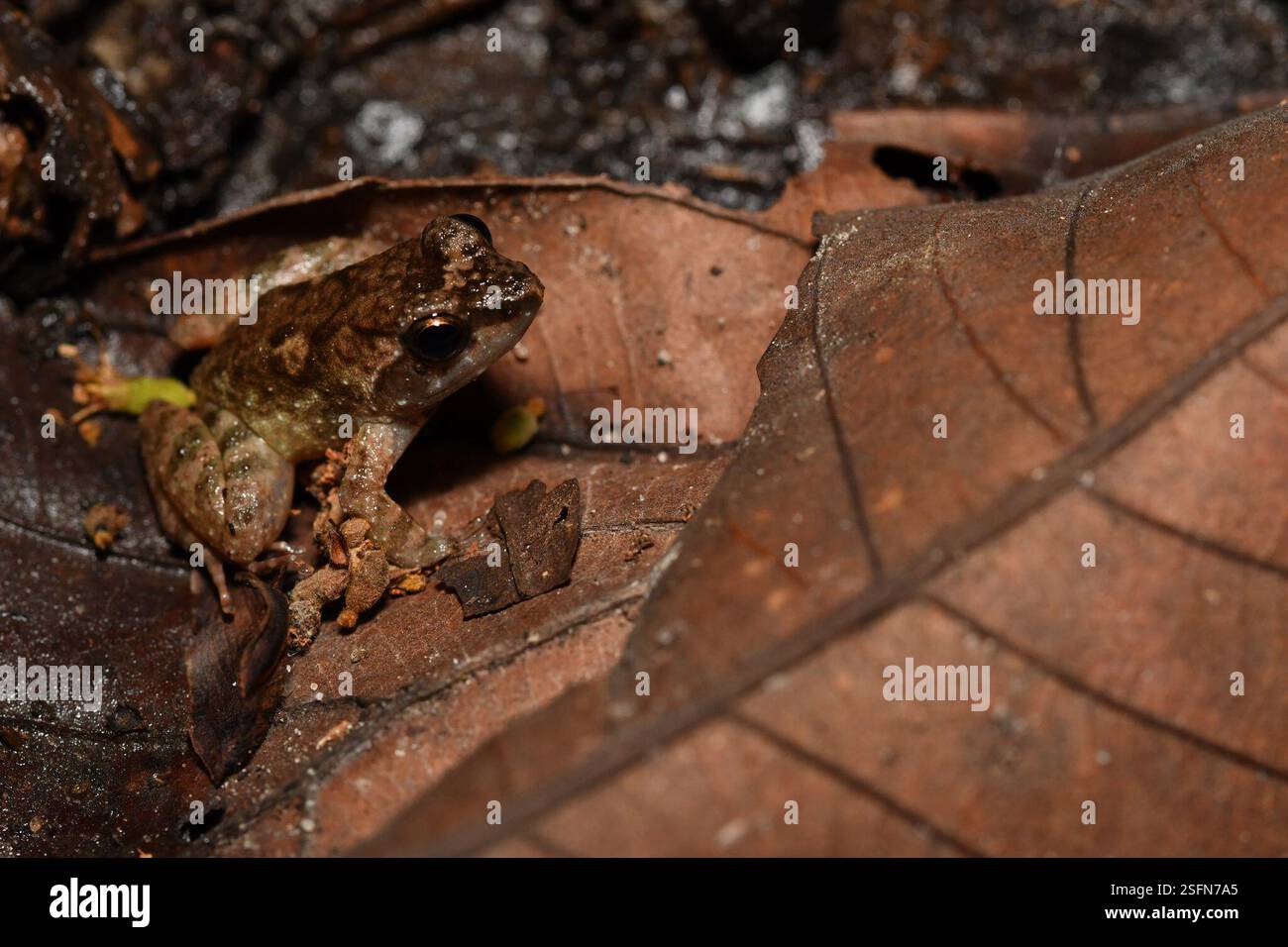 Puddle Frogs (Phrynobatrachus), Amphibia, Cavally, Côte d'Ivoire Stock ...