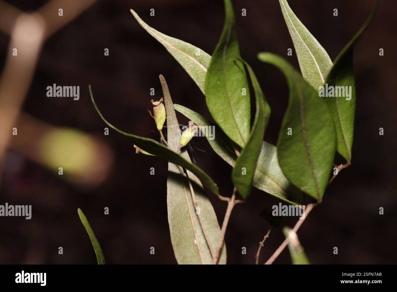 myrtle family (Myrtaceae), Plantae, Araçariguama, SP, 18147-000, Brasil ...