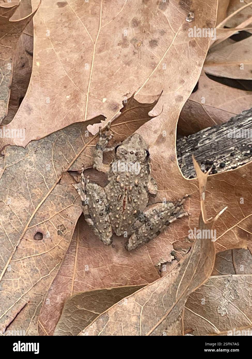 Southern Cricket Frog (Acris gryllus), Amphibia, Pintail Ln, Natchez ...