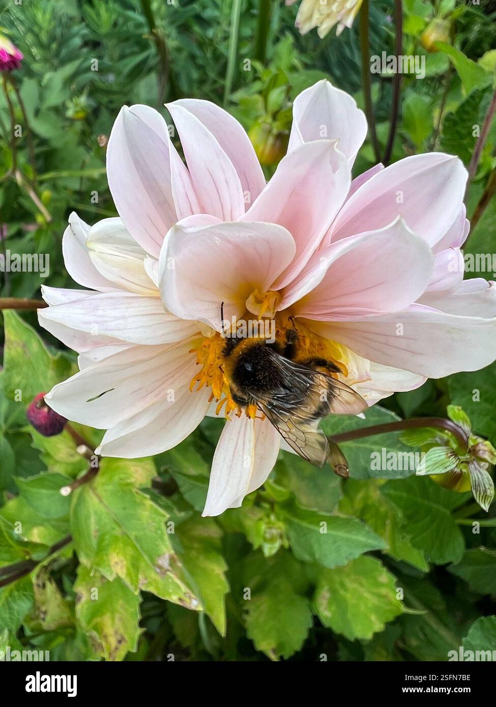 Buff-tailed Bumble Bee (Bombus terrestris), Insecta, Tasmania, Battery ...
