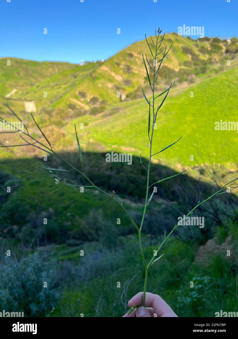 Saharan Mustard (Brassica tournefortii), Plantae, Yorba Linda, CA, USA ...