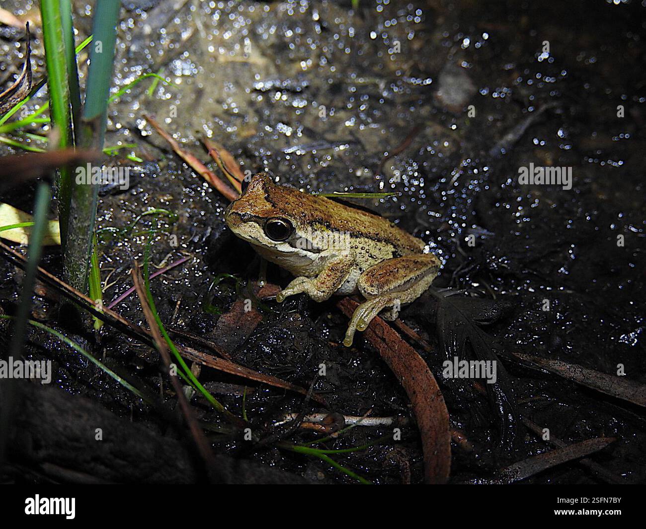Brown Tree Frog (Litoria ewingii), Amphibia, Hobart TAS, Australia ...
