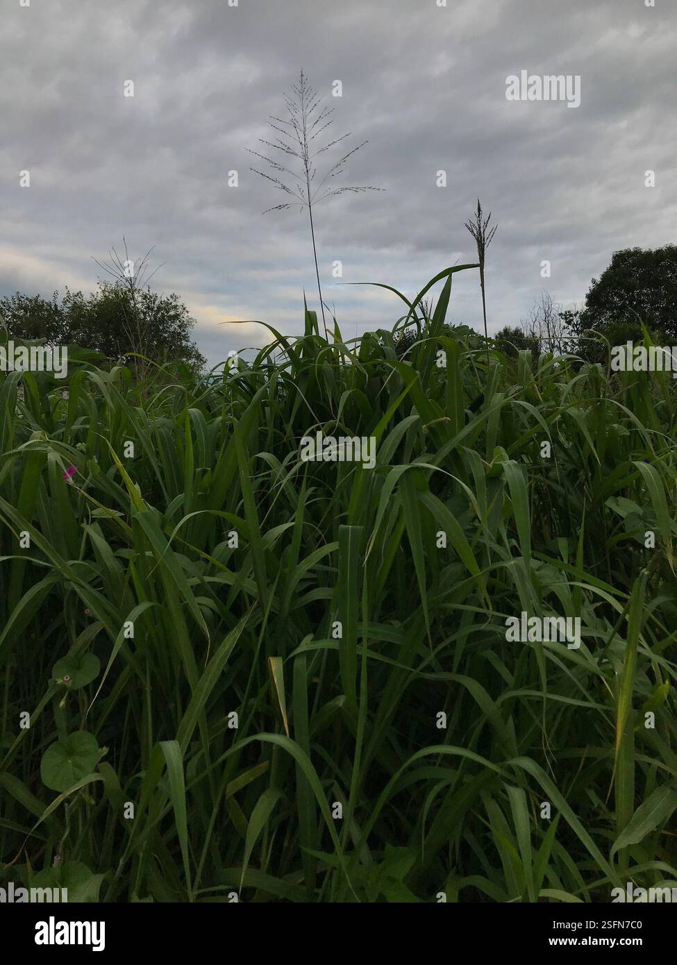 bristlegrasses, bluestems, paspalums, and allies (Panicoideae), Plantae ...