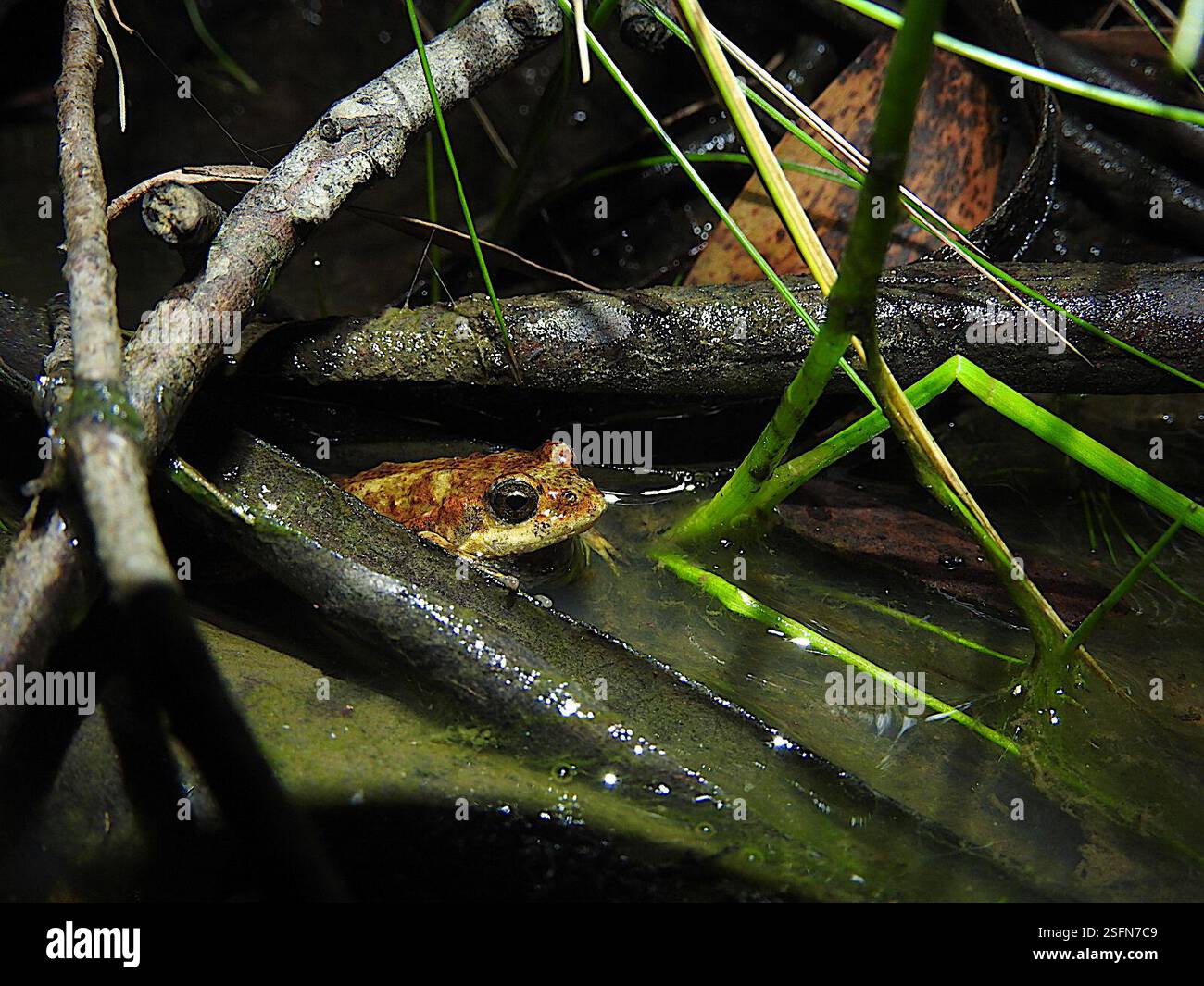 Common Eastern Froglet (Crinia signifera), Amphibia, Hobart TAS ...