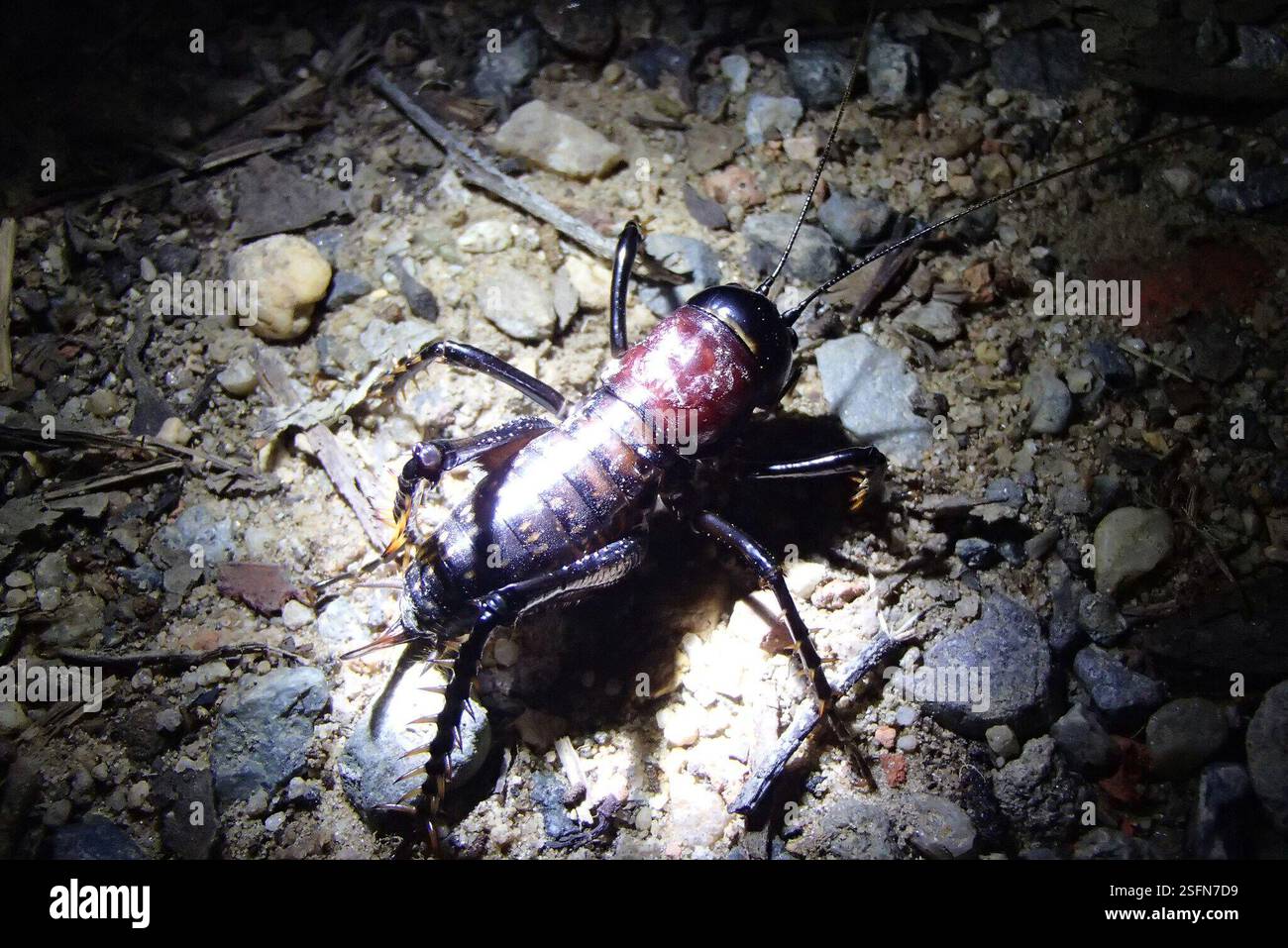Wētā and King Crickets (Anostostomatidae), Insecta, 62 Railway Parade ...