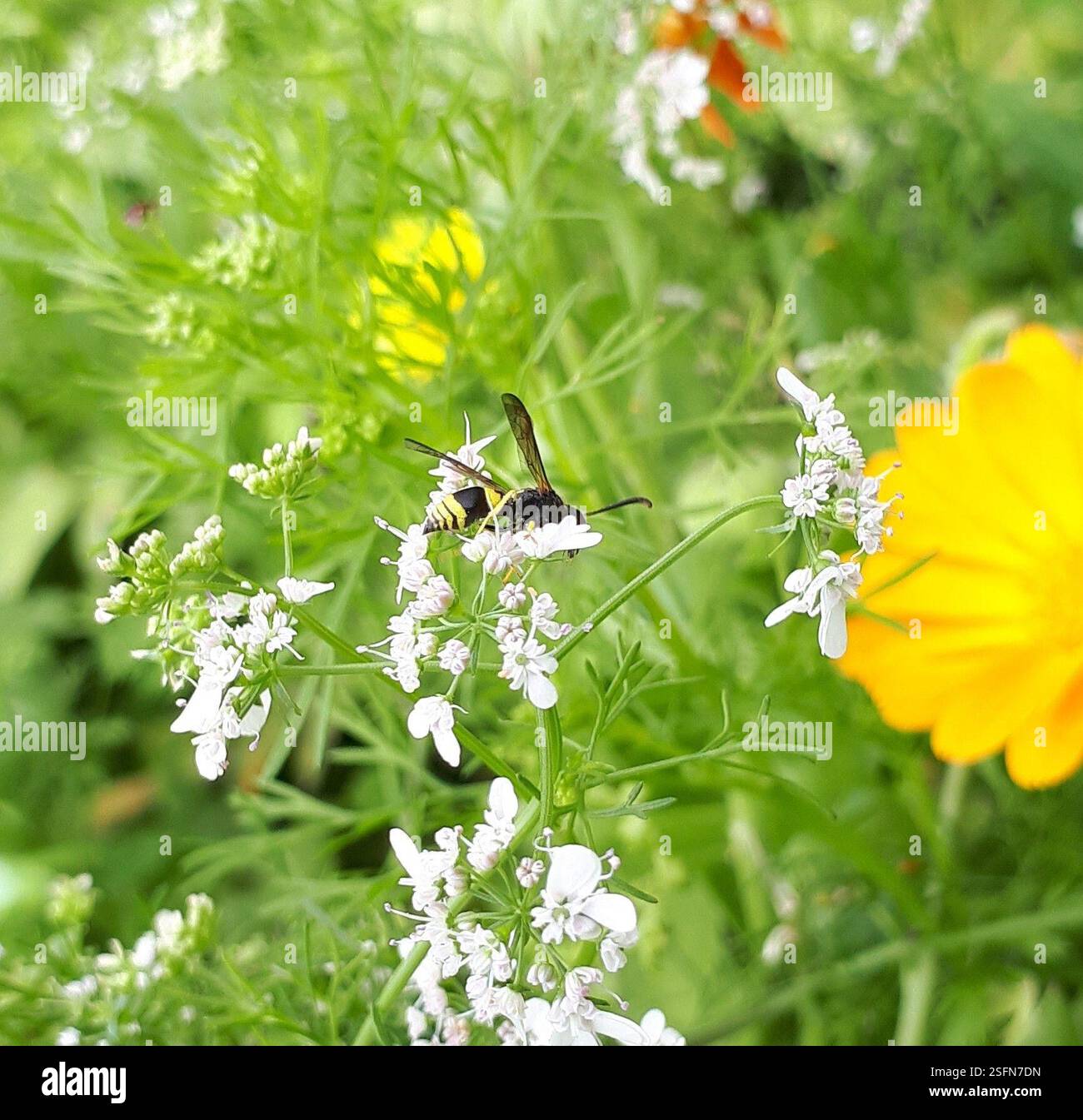 European tube wasp (Ancistrocerus gazella), Insecta, Fairfield, Lower ...
