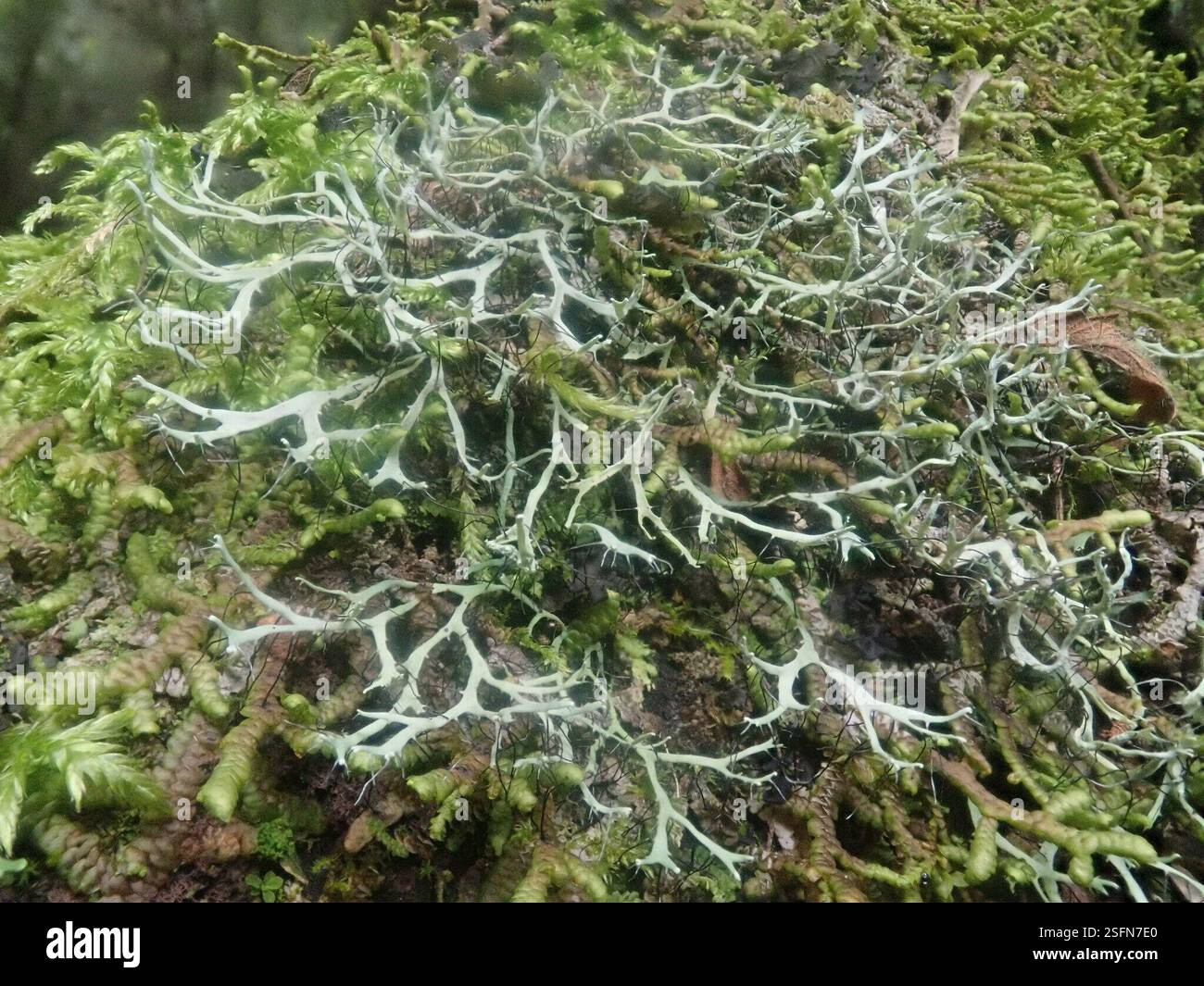 Elegant Fringe Lichen (Heterodermia leucomelos), Fungi, Ehlanzeni ...