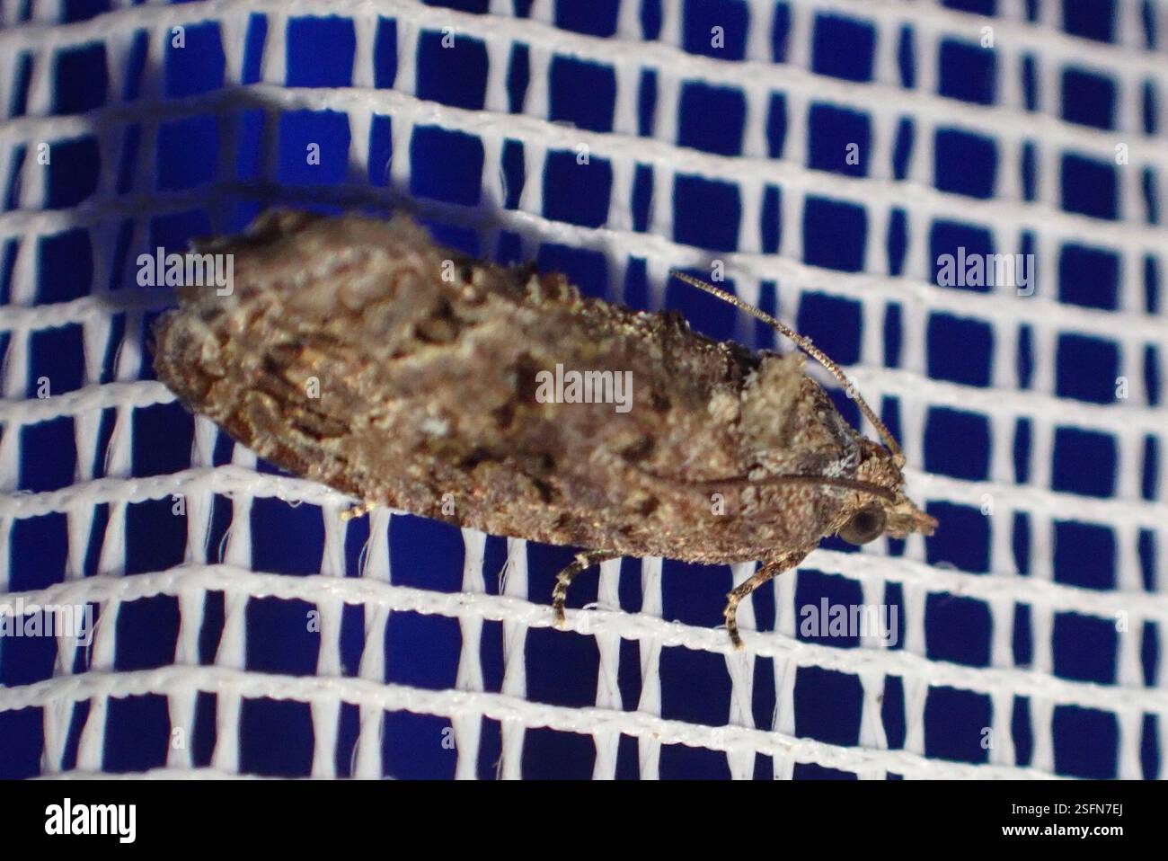 False Codling Moth (Thaumatotibia leucotreta), Insecta, Santo Antão ...