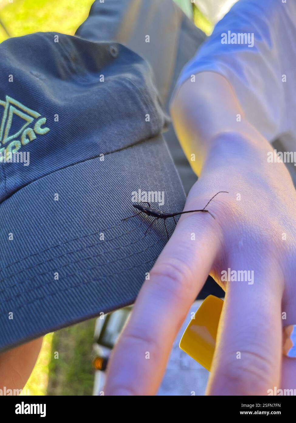 New Zealand Giraffe Weevil (Lasiorhynchus barbicornis), Insecta ...