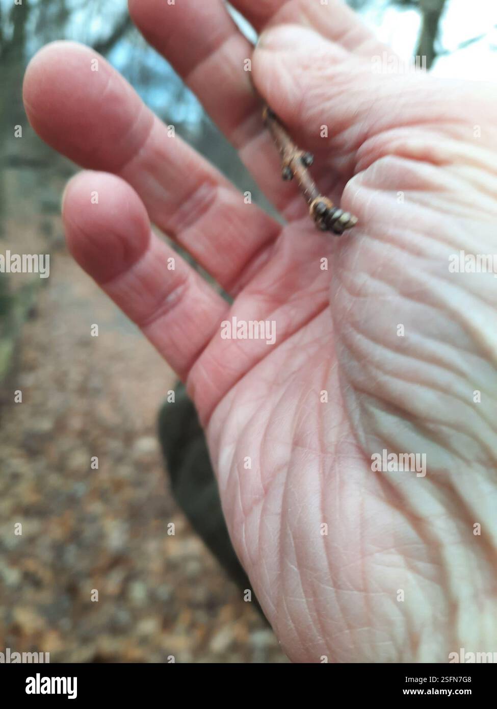 sugar maple (Acer saccharum), Plantae, The Bronx, NY 10458, USA ...