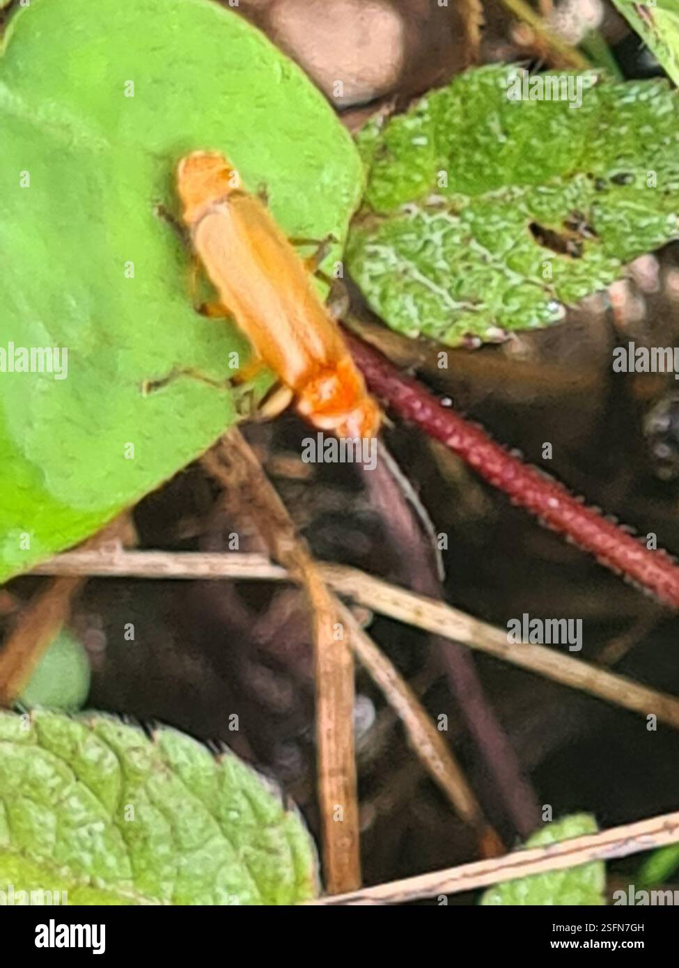 (Silini), Insecta, Kwakoegron, Suriname Stock Photo - Alamy