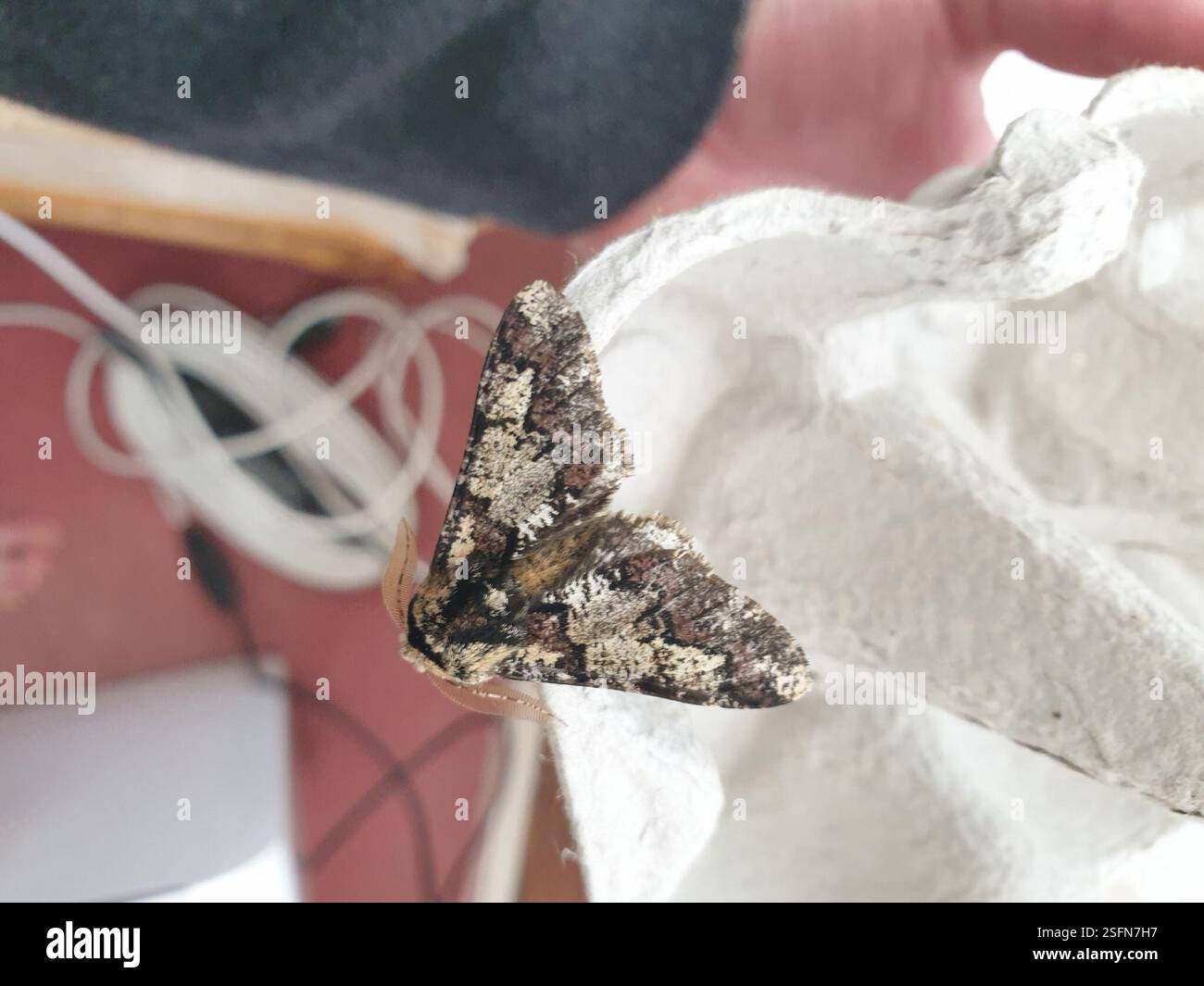 European Oak Beauty (Biston strataria), Insecta, Dumfries, UK, First ...