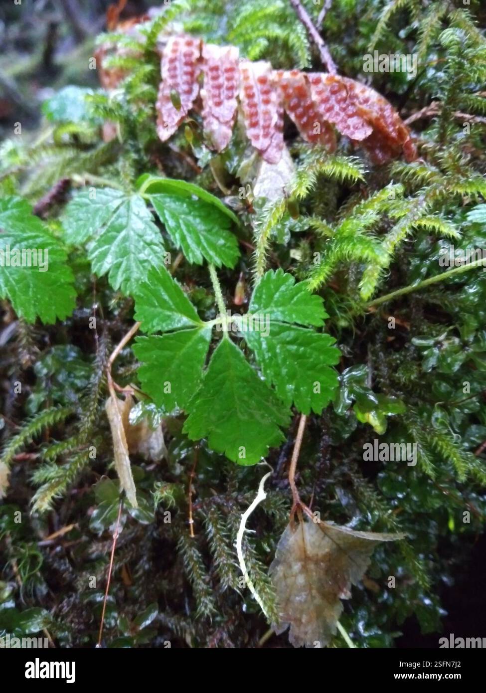 Five-leaf Dwarf Bramble (Rubus pedatus), Plantae, Petersburg, AK 99833 ...