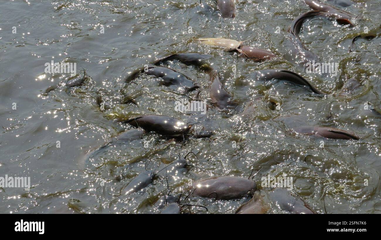 Sharptooth Catfish (Clarias gariepinus), Actinopterygii, Чианг Май ...