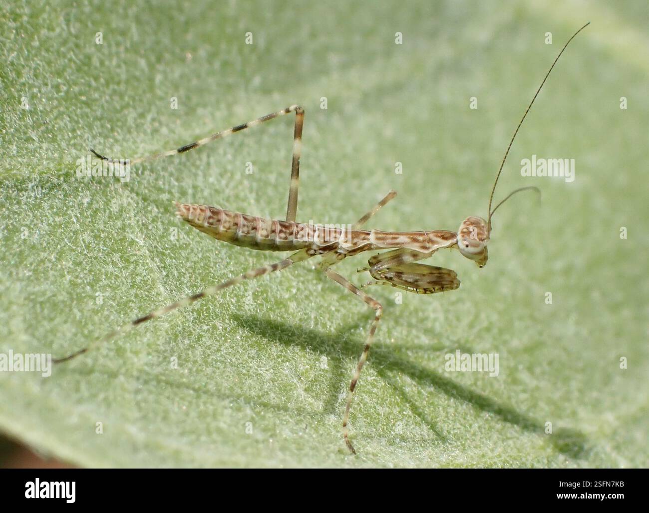 Mantises (Mantodea), Insecta, Santo Antão, Cape Verde, CV Stock Photo ...