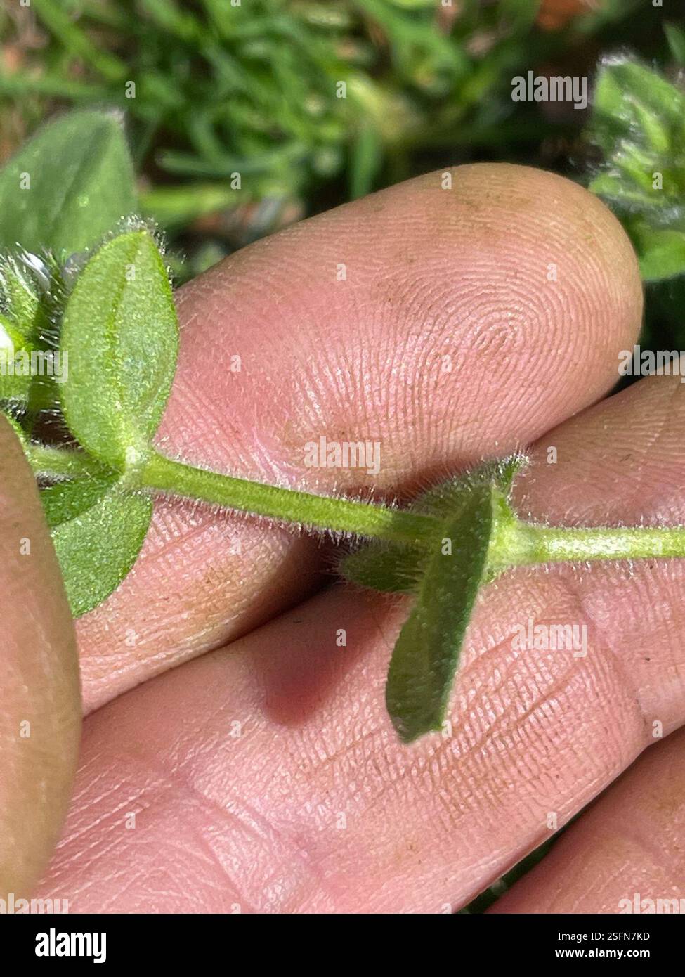 Sticky mouse-ear chickweed (Cerastium glomeratum), Plantae, Conrad Ln ...
