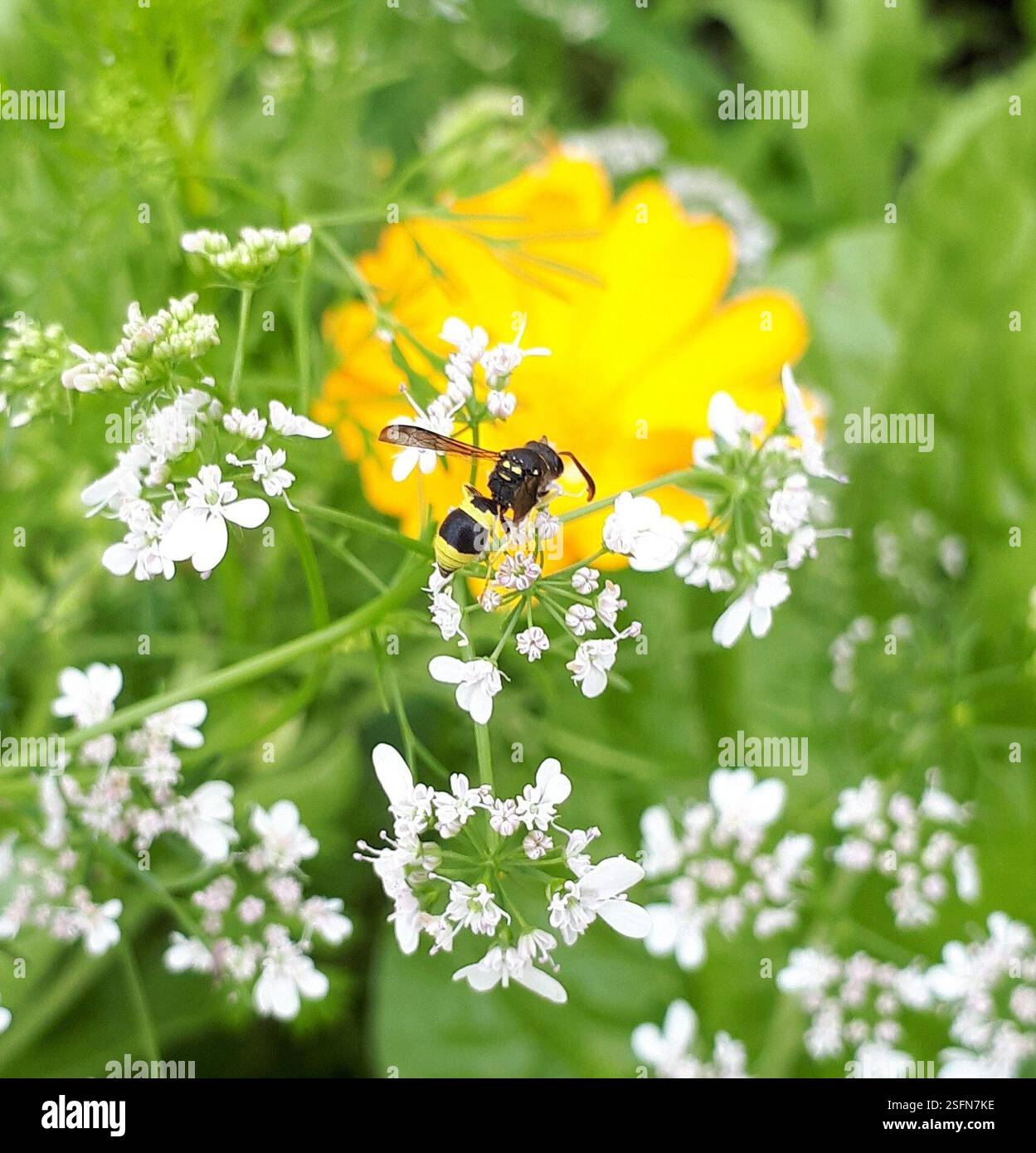 European tube wasp (Ancistrocerus gazella), Insecta, Fairfield, Lower ...