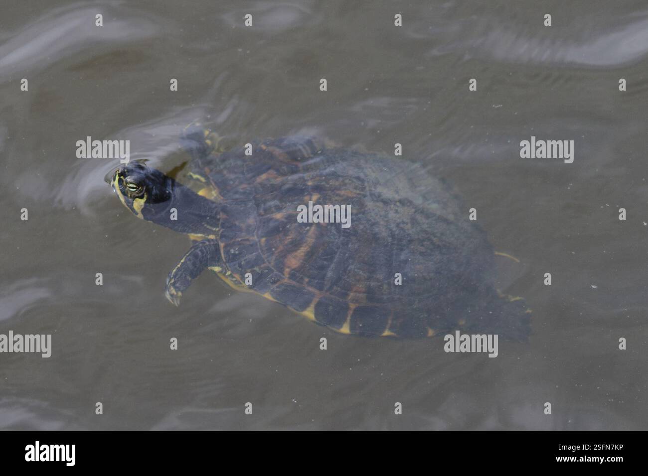 Pond Slider (Trachemys scripta), Reptilia, Dare County, NC, USA Stock ...