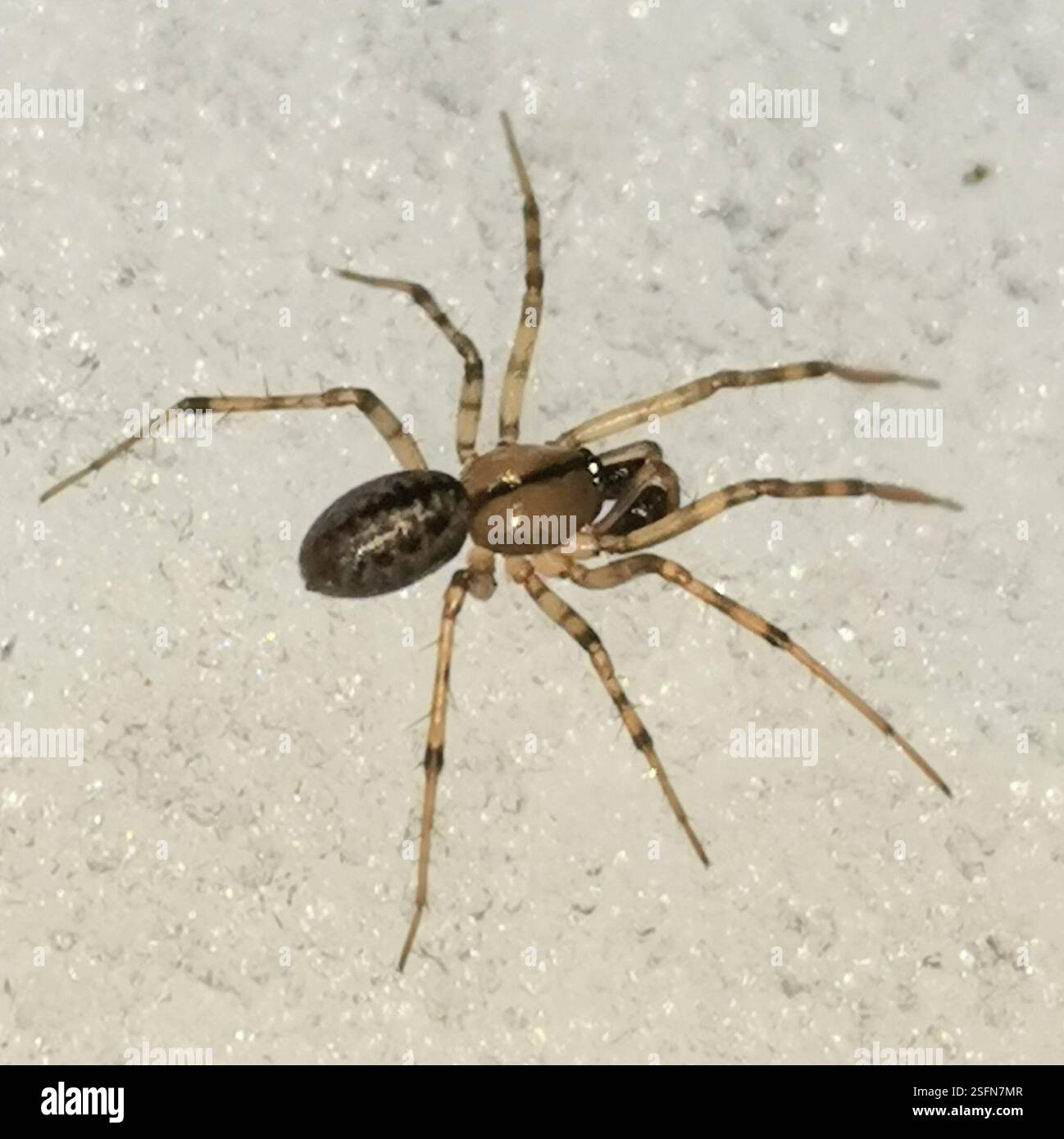 Horse-Head Spider (Stemonyphantes lineatus), Arachnida, Tampere, Suomi ...