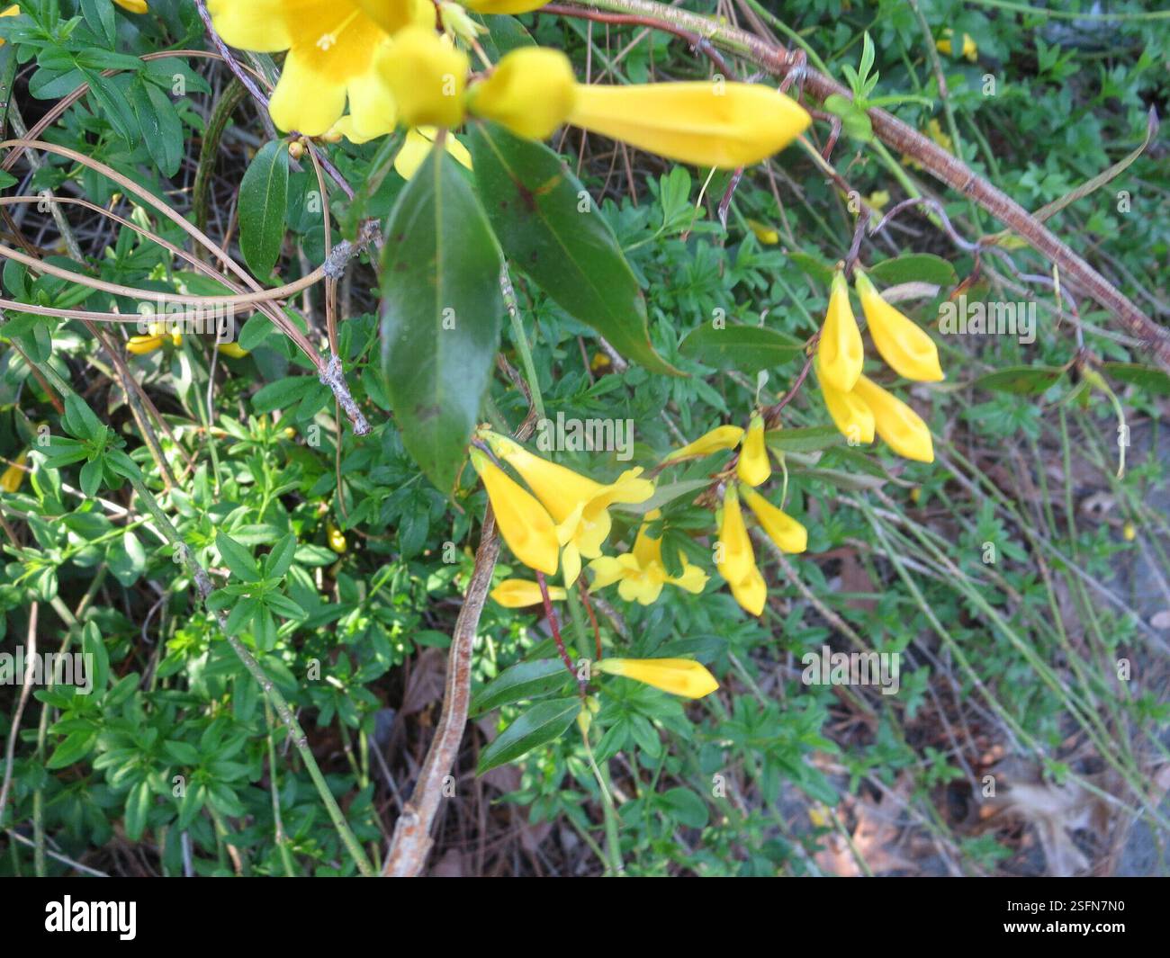 yellow jessamine (Gelsemium sempervirens), Plantae, Windsor Forest ...