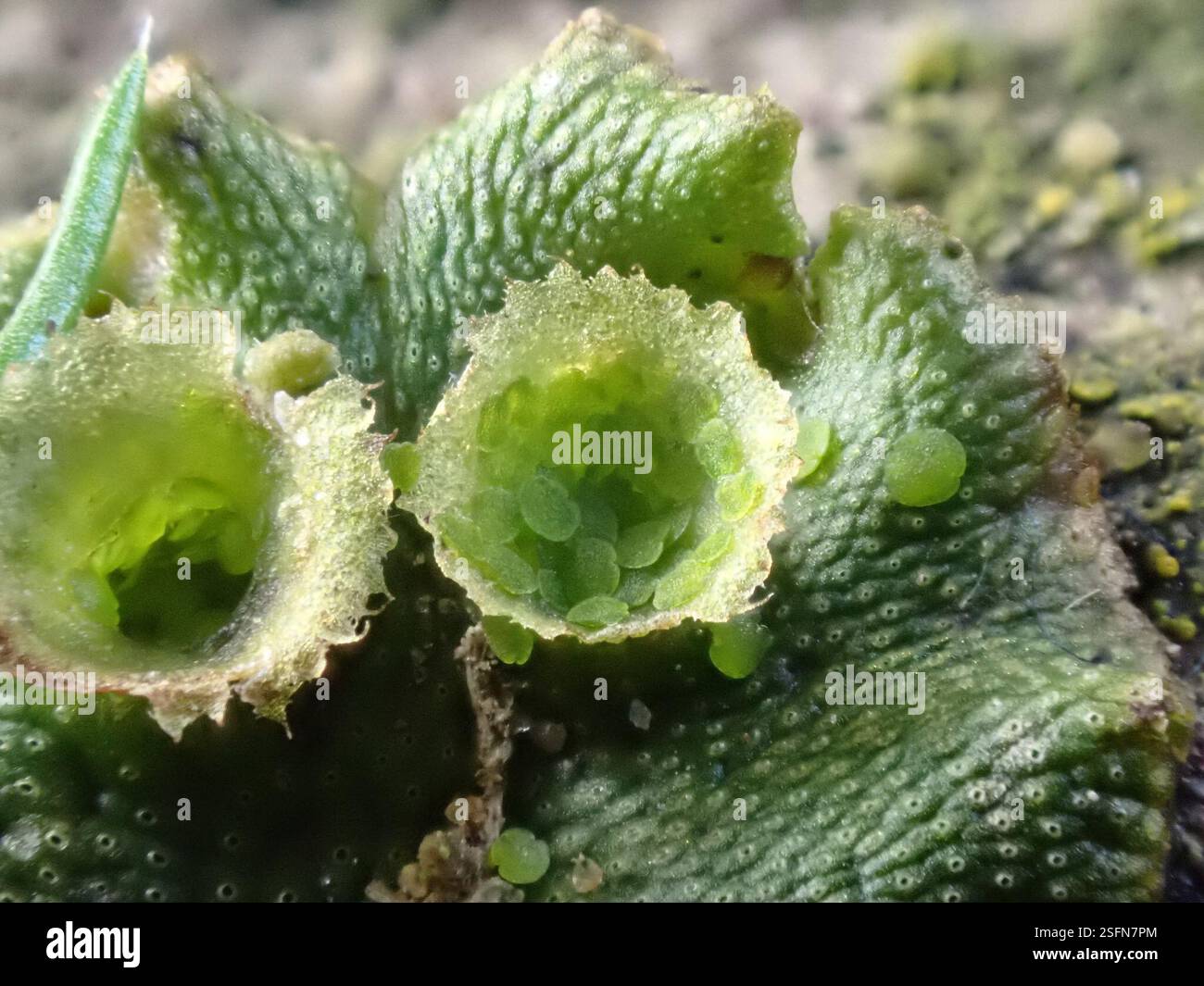 Common Liverwort (Marchantia polymorpha), Plantae, Graafland, Groot ...