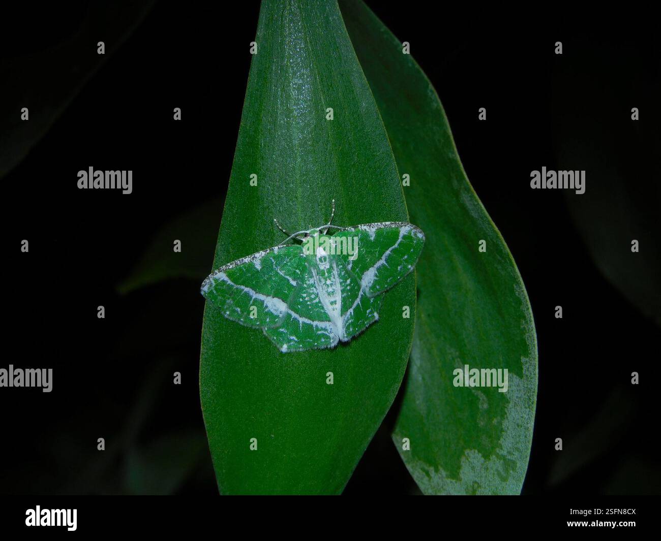 Lacy Emerald (Eucyclodes insperata), Insecta, Hobart TAS, Australia ...