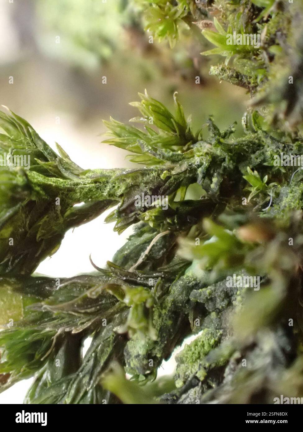 Hooded Bristle-moss (Orthotrichum cupulatum), Plantae, Uiterwaarden Lek ...