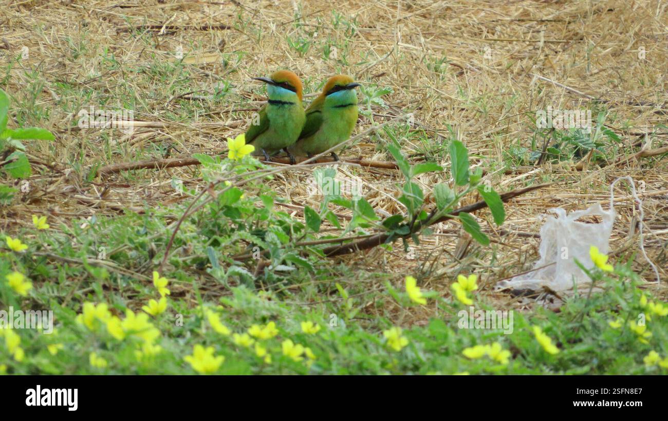 Asian Green Bee-eater (Merops orientalis), Aves, Хуахин ...