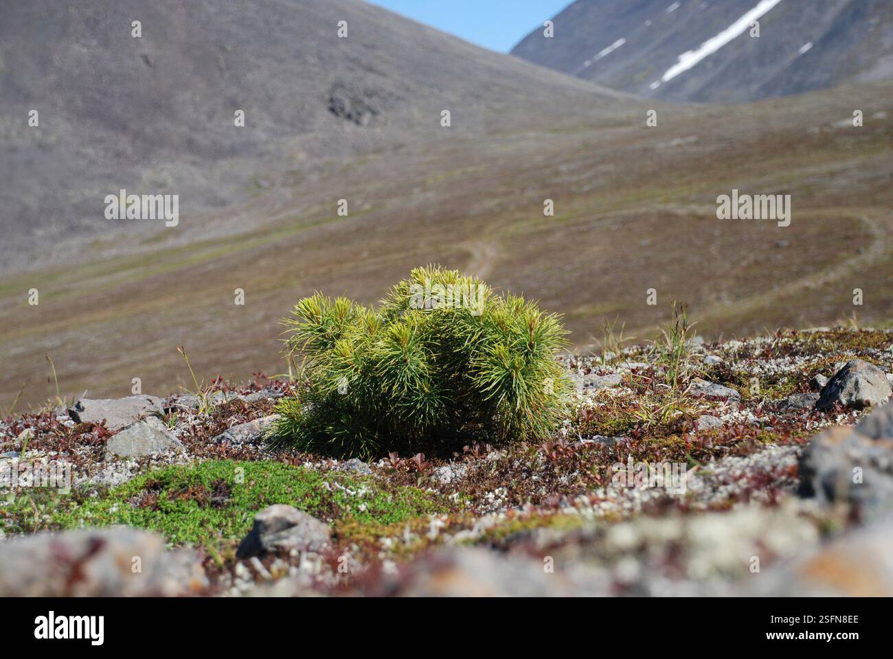 dwarf Siberian pine (Pinus pumila), Plantae, Провиденский р-н ...