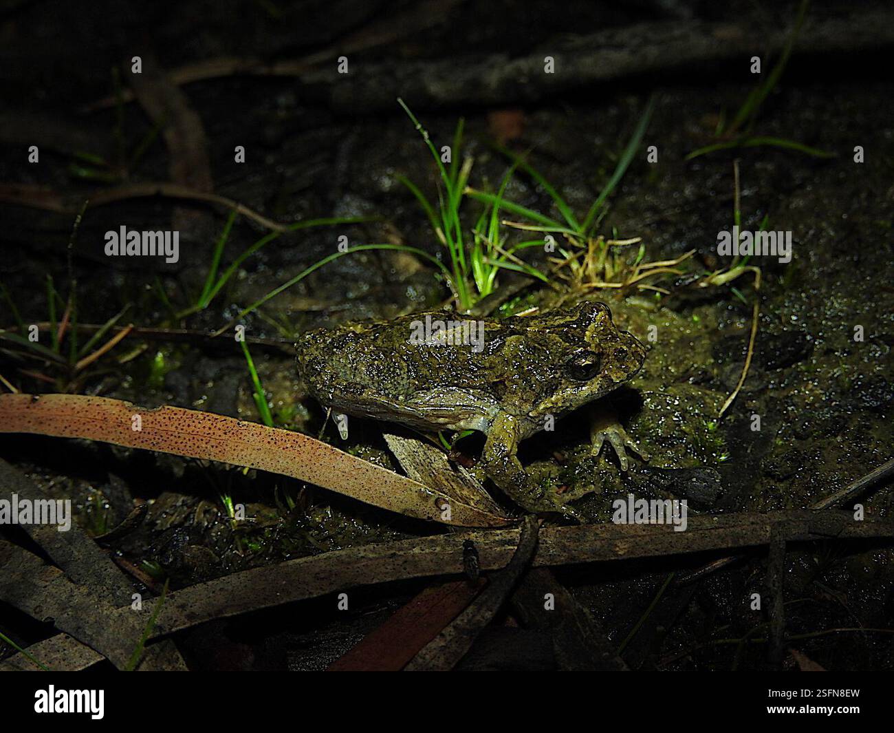 Common Eastern Froglet (Crinia signifera), Amphibia, Hobart TAS ...