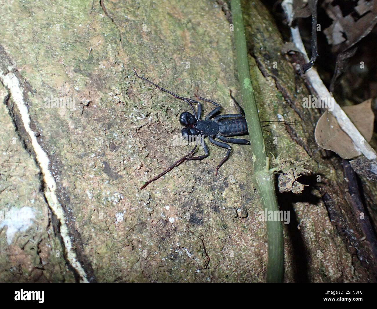 Whipscorpions (Thelyphonidae), Arachnida, Lahad Datu, Sabah, Malaysia ...