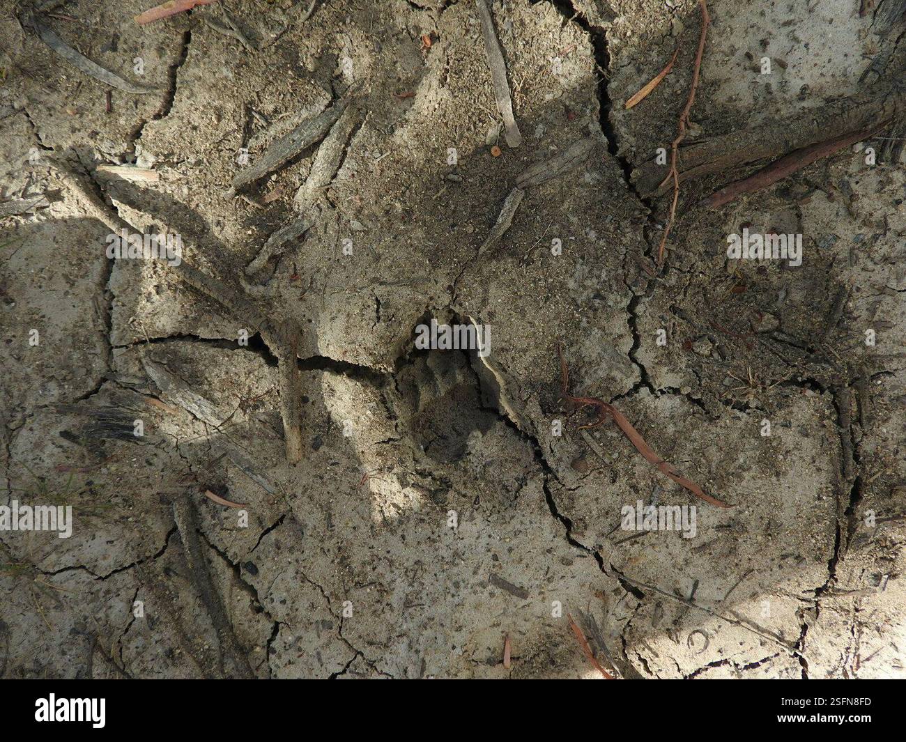 Tasmanian Devil (Sarcophilus harrisii), Mammalia, Hobart TAS, Australia ...