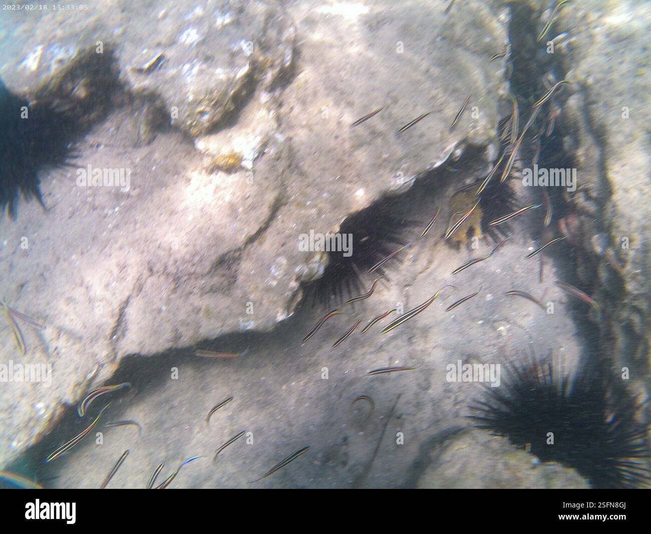 Eastern Hulafish (Trachinops taeniatus), Actinopterygii, Sydney NSW ...